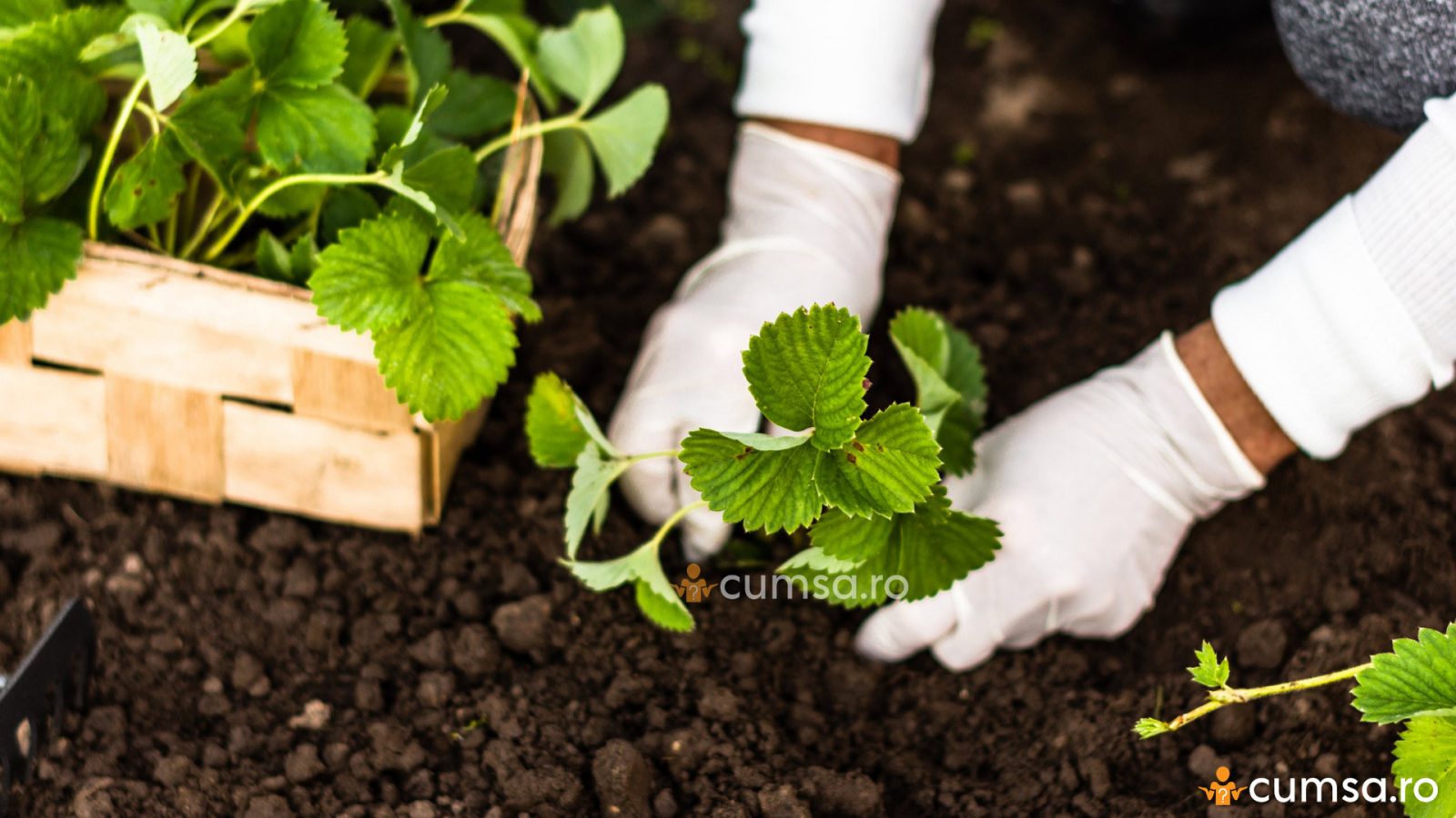 Plantare capsuni toamna. Cum sa o faci in mod corect - cumsa.ro