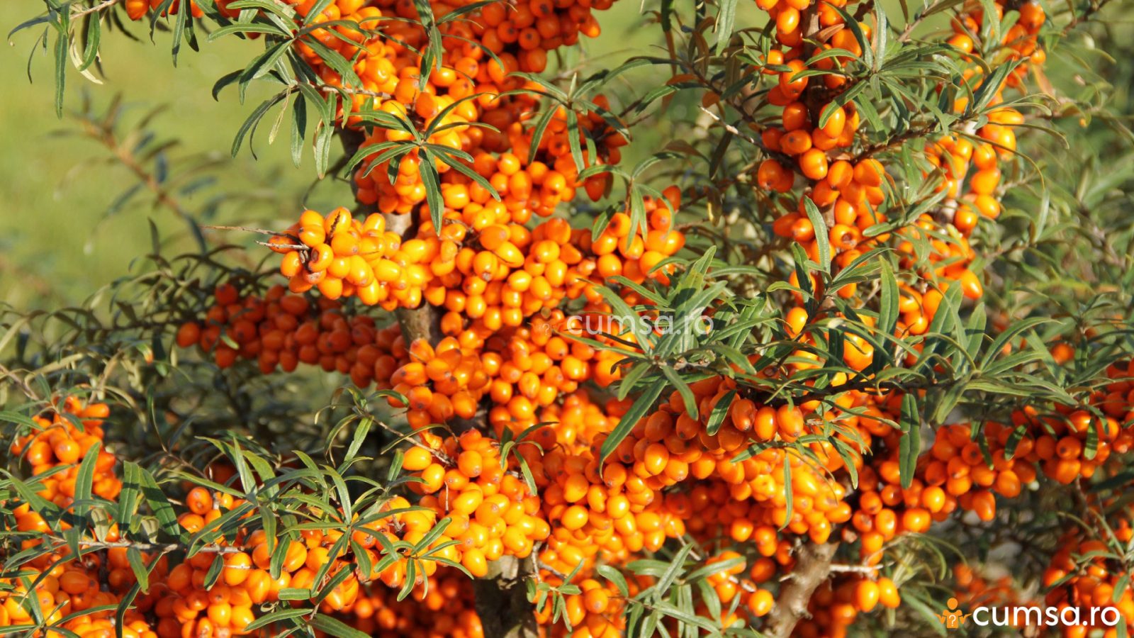 Cum sa folosesti catina: proprietati, beneficii, utilizare ...