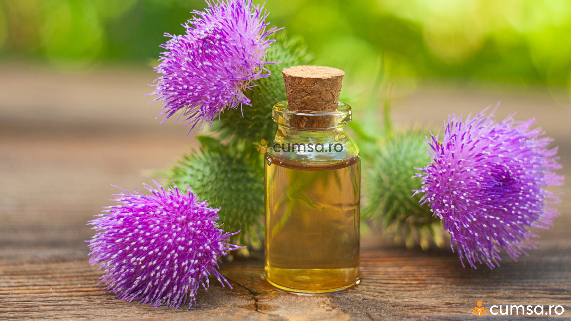 Cum sa folosesti palamida. Proprietati, beneficii, utilizare ...