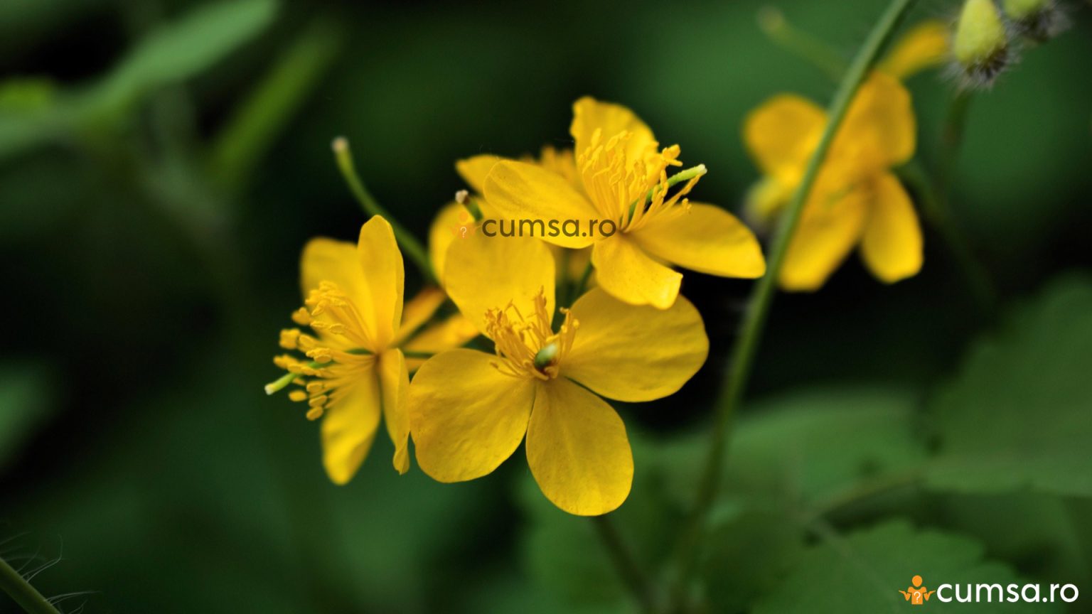 Cum sa folosesti rostopasca. Proprietati, beneficii, utilizare si ...