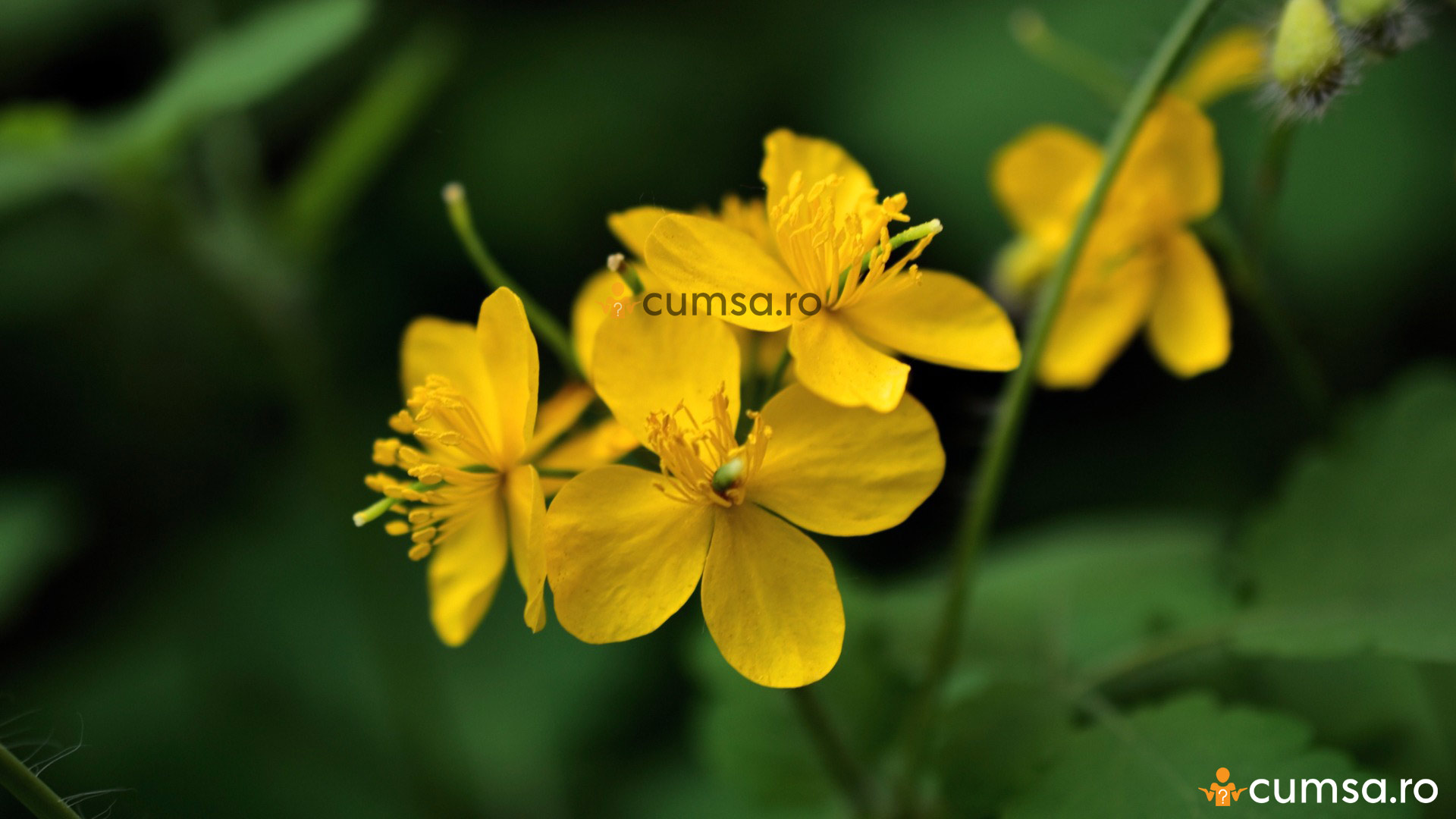 Cum sa folosesti rostopasca. Proprietati, beneficii, utilizare si ...