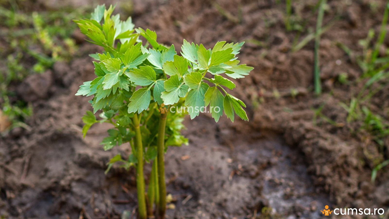 Semanare leustean toamna. Cum sa o faci si care sunt pasii corecti ...