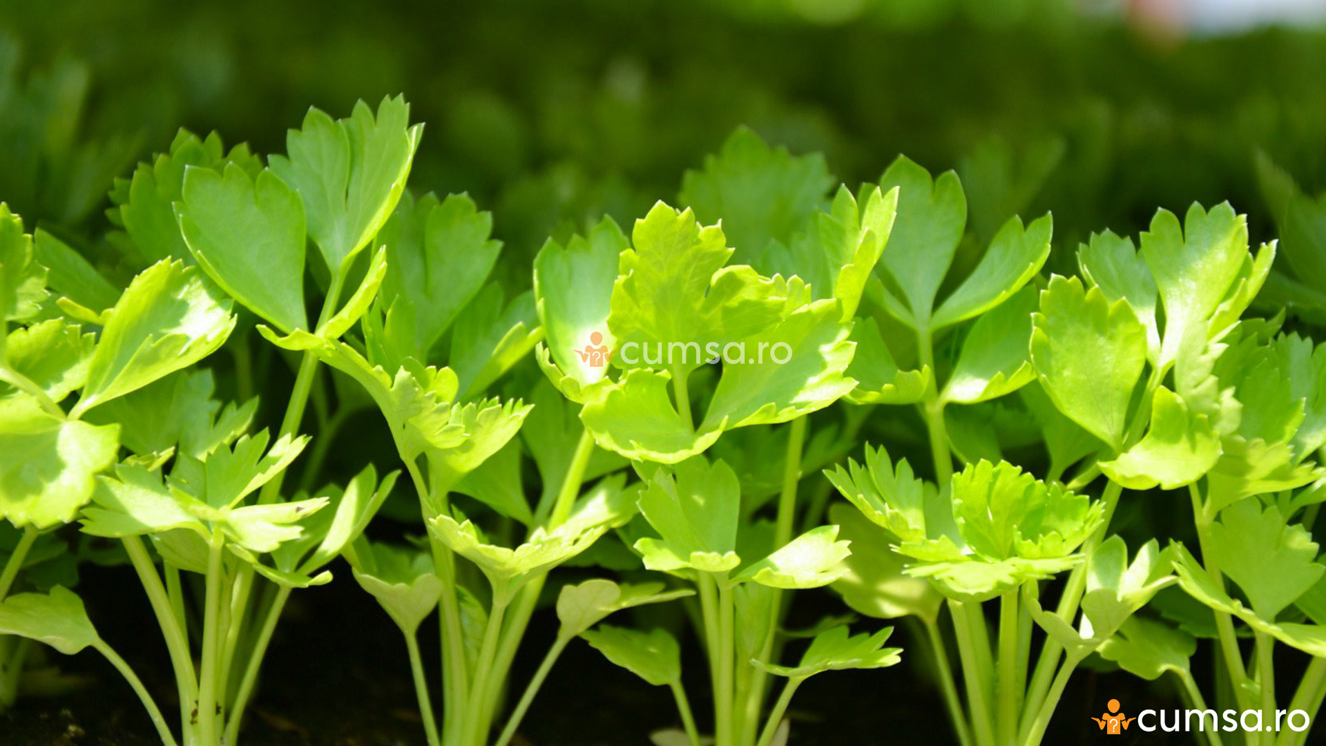 Patrunjel semanat toamna. Cum sa o faci in mod corect - cumsa.ro