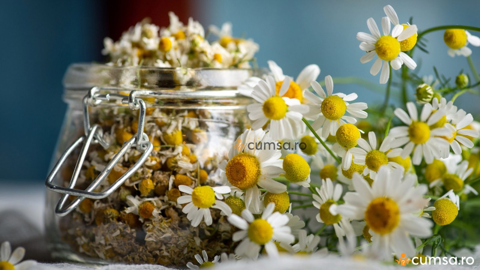 Cum sa folosesti musetelul. Proprietati, beneficii, utilizare si ...