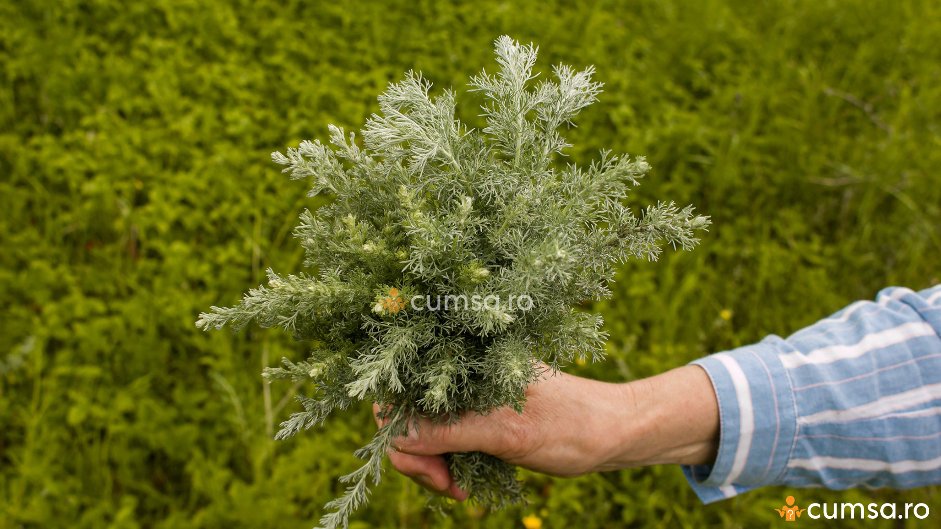 Cum sa folosesti pelinul. Proprietati, beneficii, utilizare ...