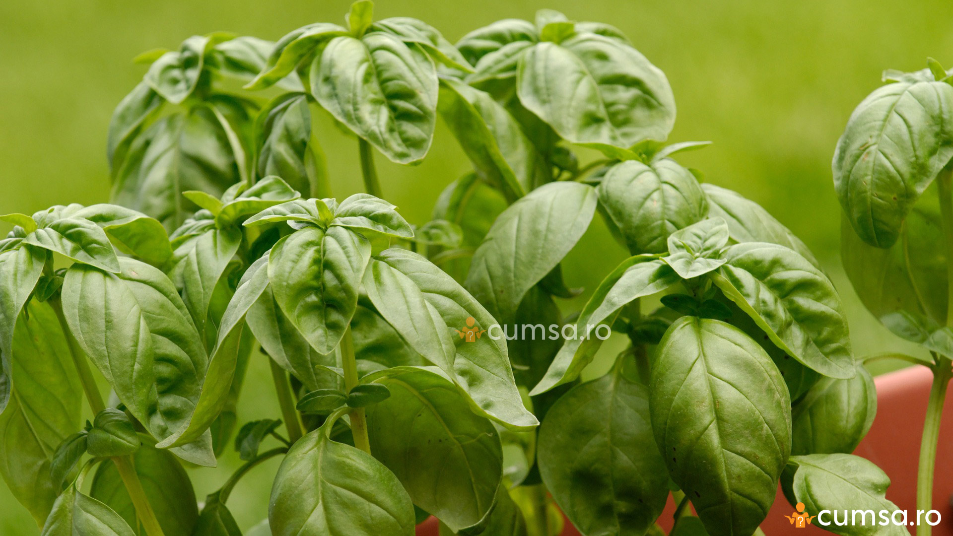 Cum sa folosesti busuiocul. Beneficii, proprietati, utilizare ...