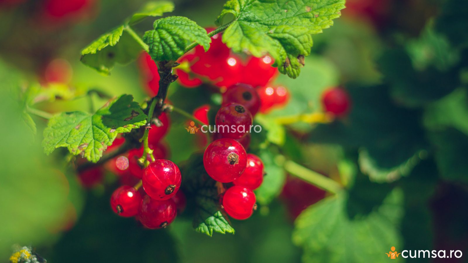 Taierea coacazului toamna. Cum sa o faci in mod corect - cumsa.ro