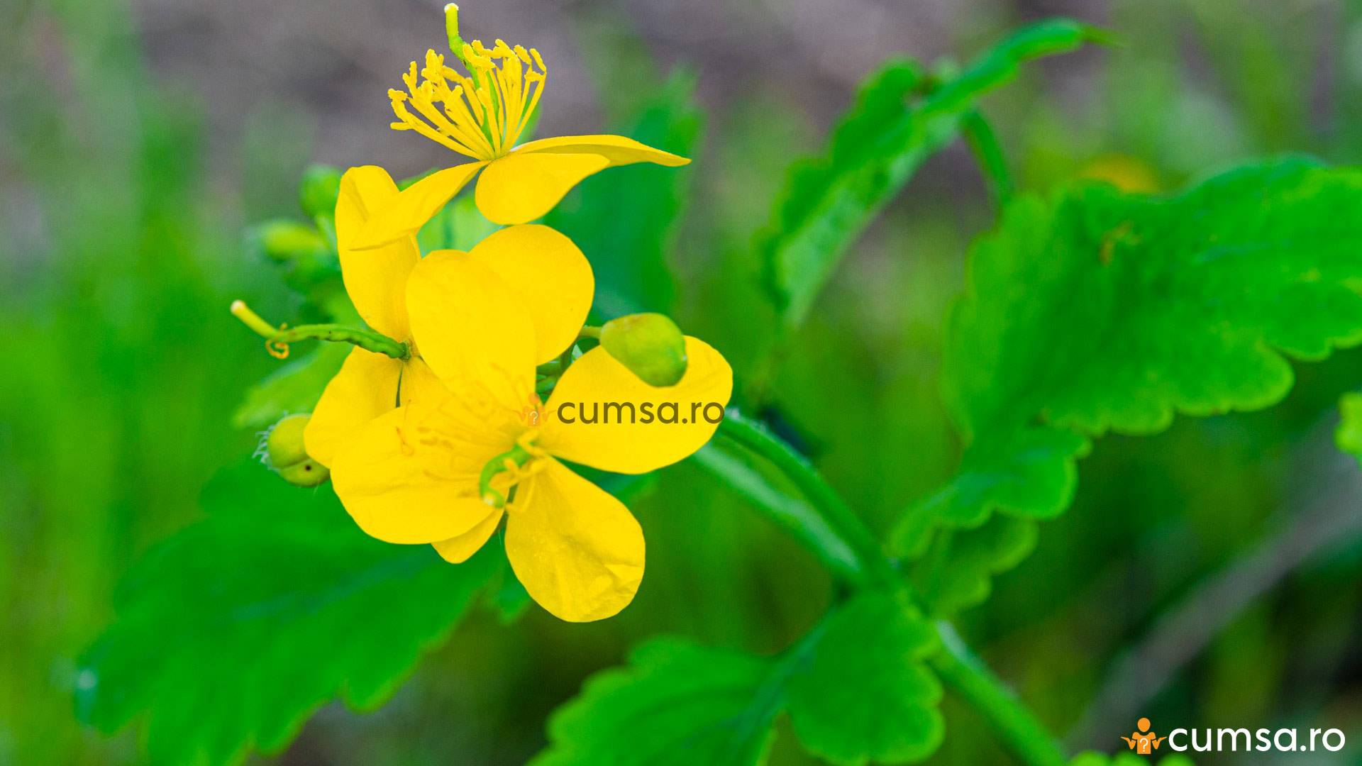 Cum sa folosesti rostopasca. Proprietati, beneficii, utilizare si ...