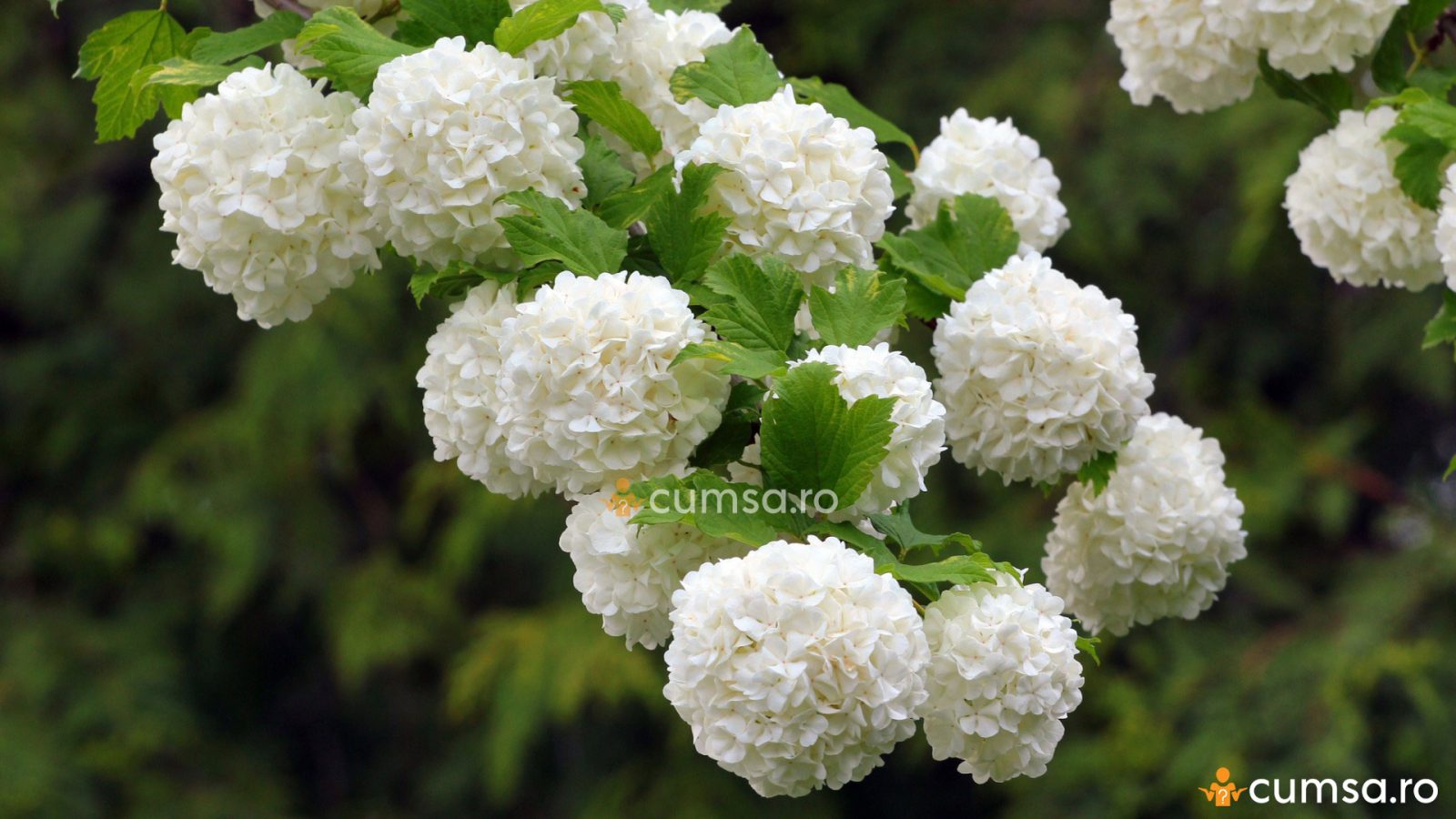 Cum sa cresti arbustul bulgare de zapada. Ingrijire, inmultire, boli si ...