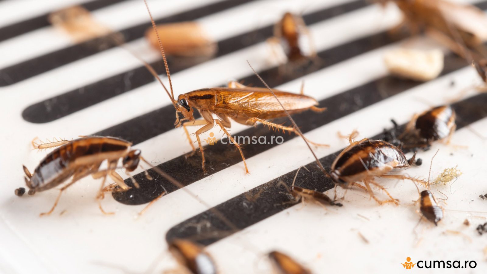 Cum sa faci o capcana pentru gandaci de bucatarie - cumsa.ro