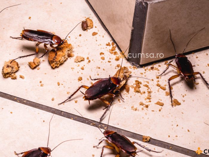 Eliminarea gandacilor de bucatarie. Cum sa scapi definitiv de acestia - cumsa.ro
