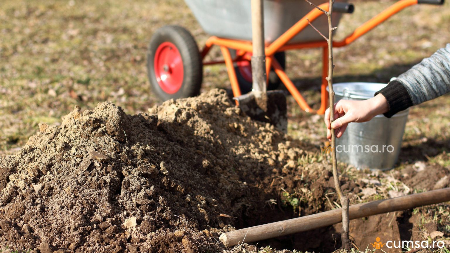 Cum sa faci plantarea merilor toamna si care sunt pasii - cumsa.ro