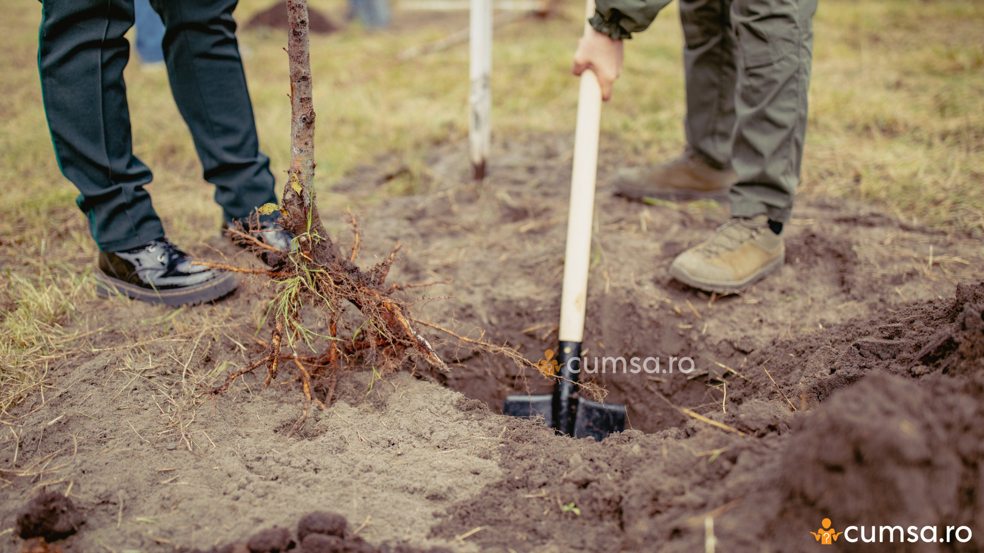 Cum sa faci plantarea prunului toamna si care sunt pasii - cumsa.ro