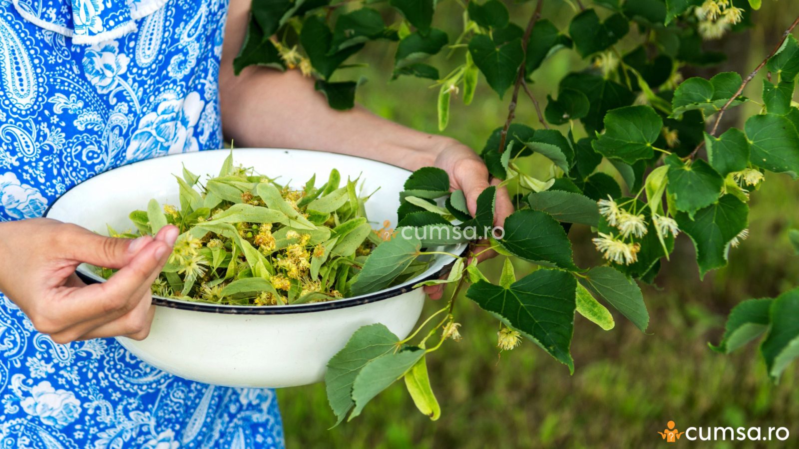 Cum sa folosesti florile de tei. Beneficii, proprietati, utilizare ...