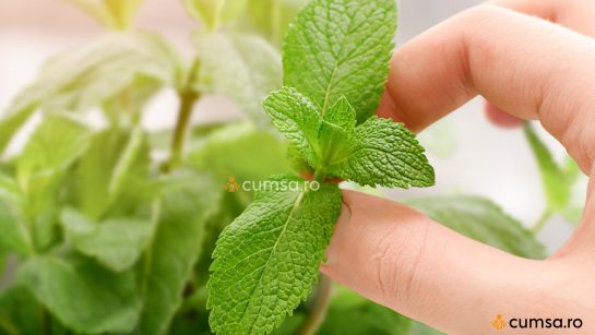 Cum sa folosesti menta. Beneficii, proprietati, utilizare si ...