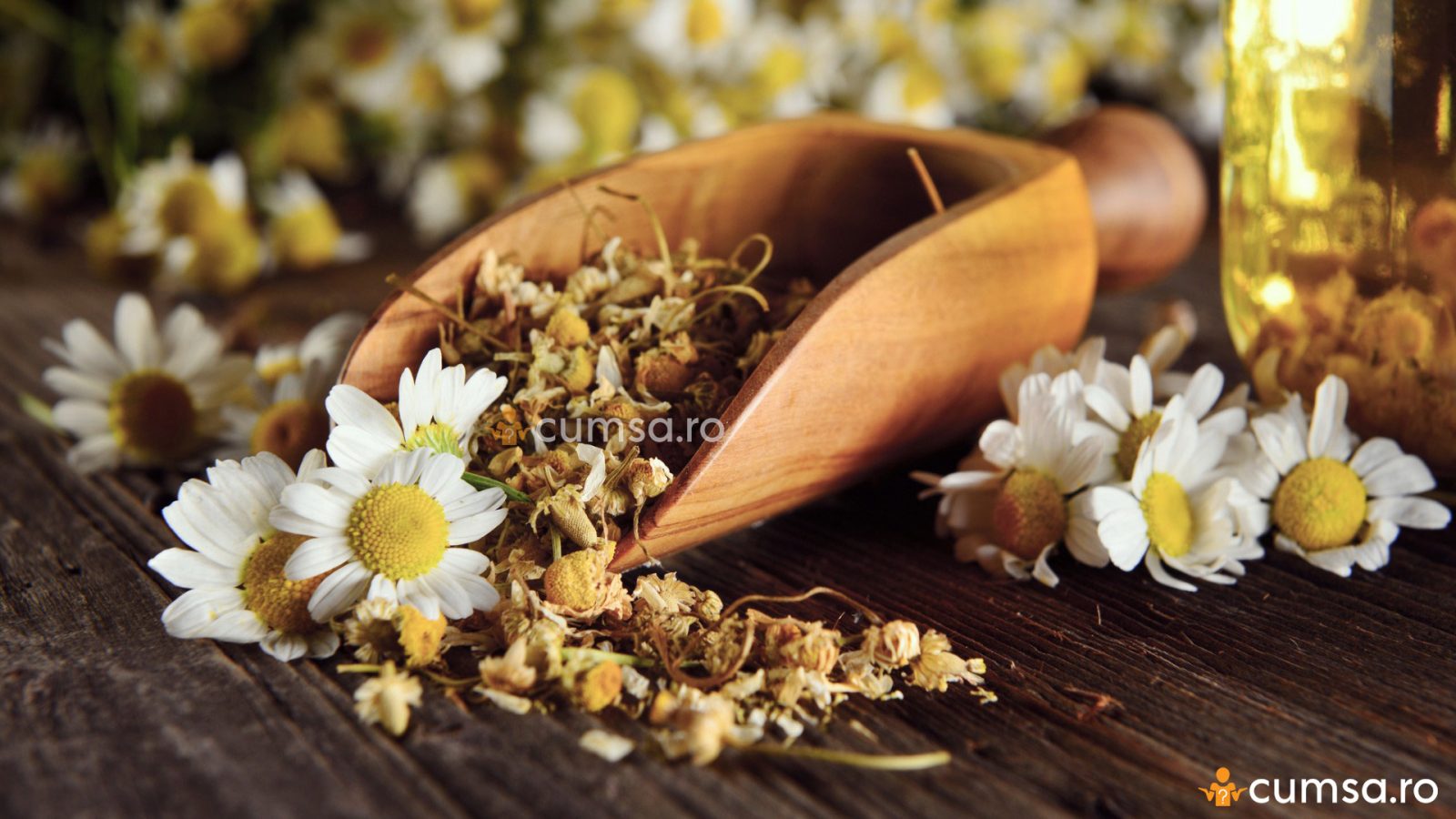 Cum sa folosesti musetelul. Proprietati, beneficii, utilizare si ...