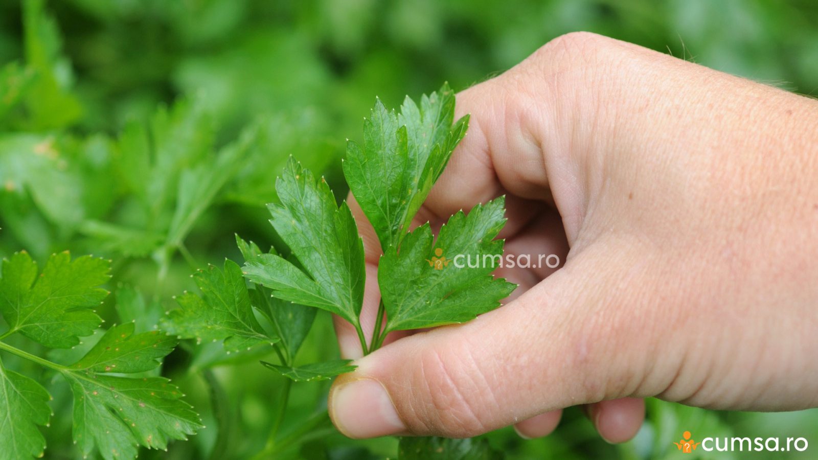 Cum sa folosesti patrunjelul. Beneficii, proprietati, utilizare si ...
