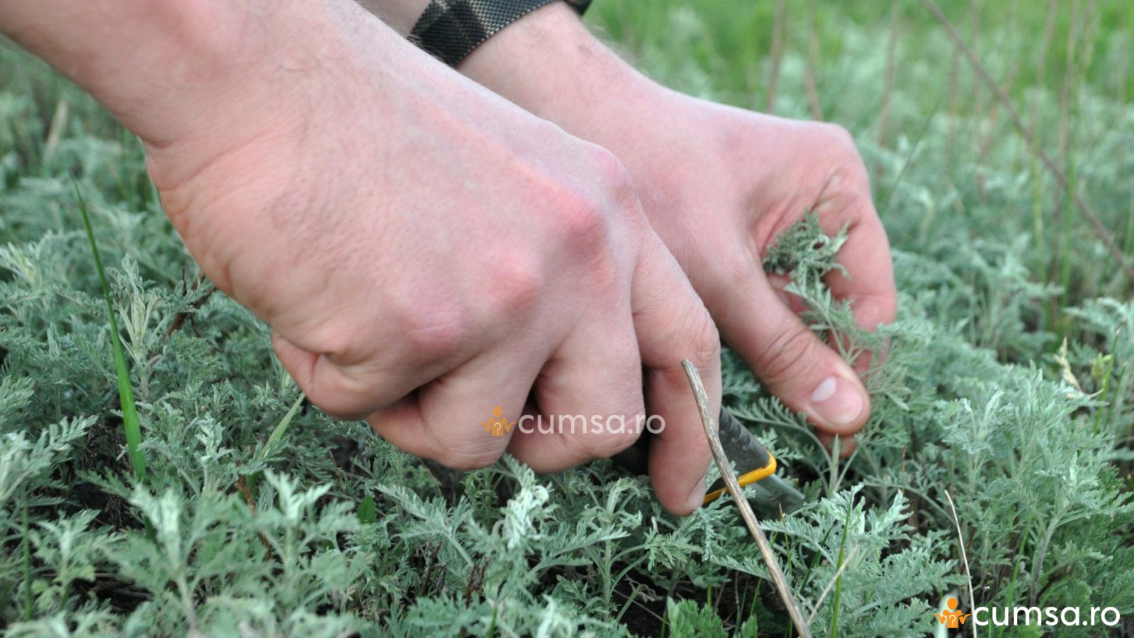 Cum sa folosesti pelinul. Proprietati, beneficii, utilizare ...