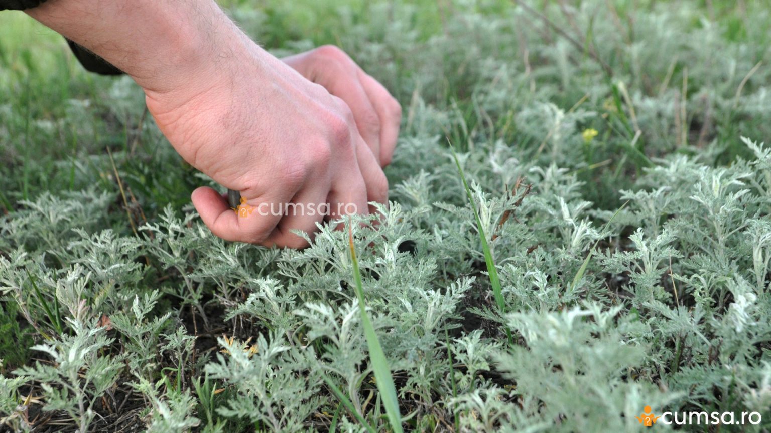 Cum sa folosesti pelinul. Proprietati, beneficii, utilizare ...