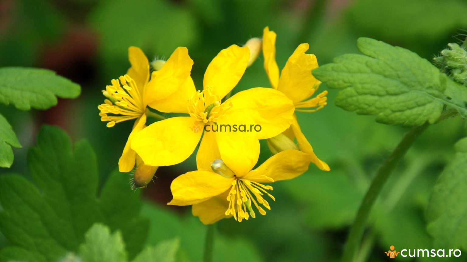 Cum sa folosesti rostopasca. Proprietati, beneficii, utilizare si ...