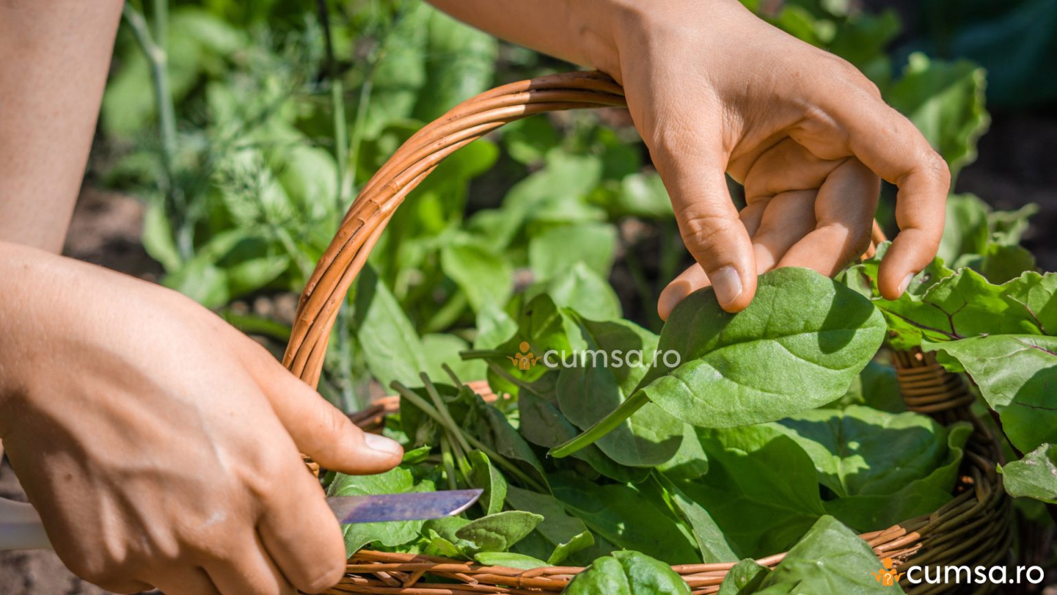 Cum sa folosesti spanacul. Proprietati, beneficii, utilizare si ...