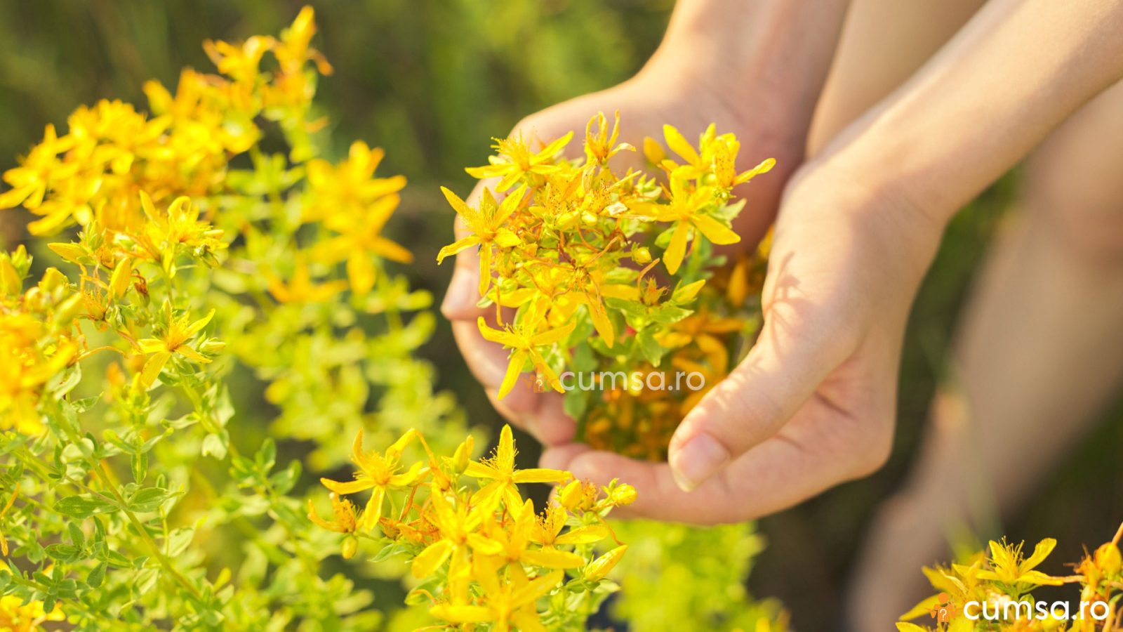 Cum sa folosesti sunatoarea. Beneficii, proprietati, utilizare ...