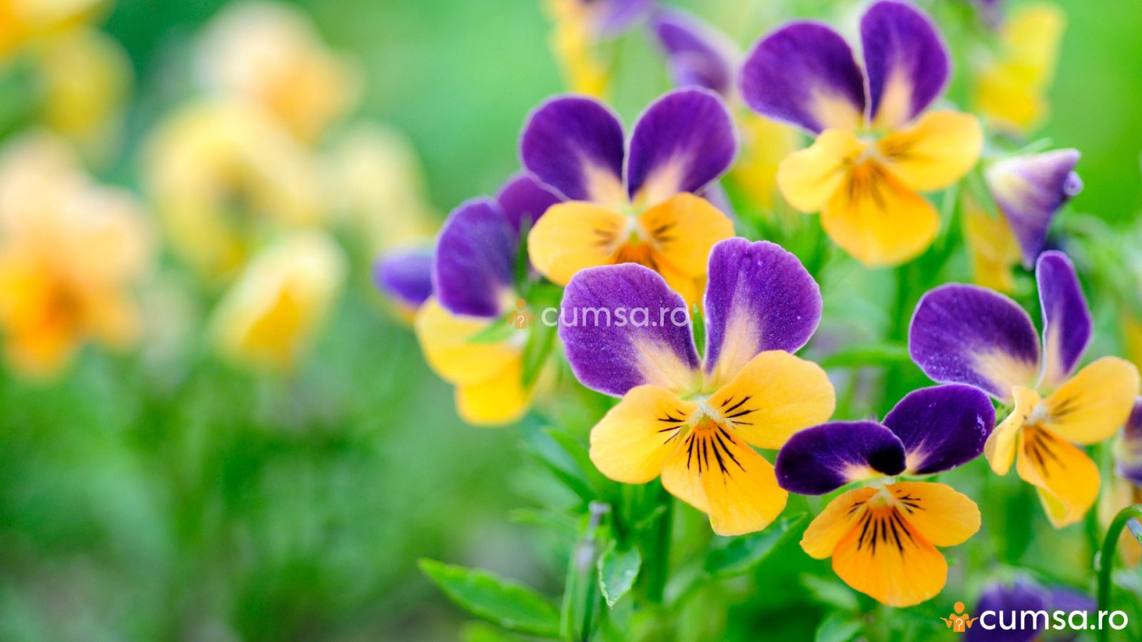 Cum sa folosesti trei frati patati. Proprietati, beneficii, utilizare ...