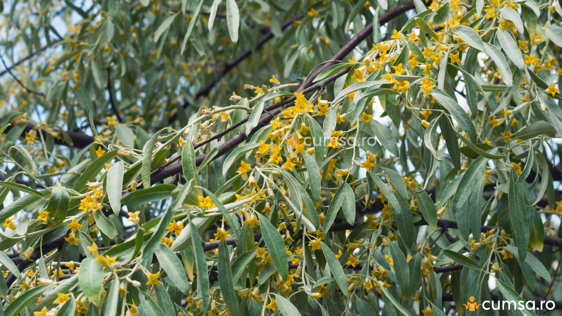 Cum sa ingrijesti salcia mirositoare. Sfaturi despre inmultire, boli si ...