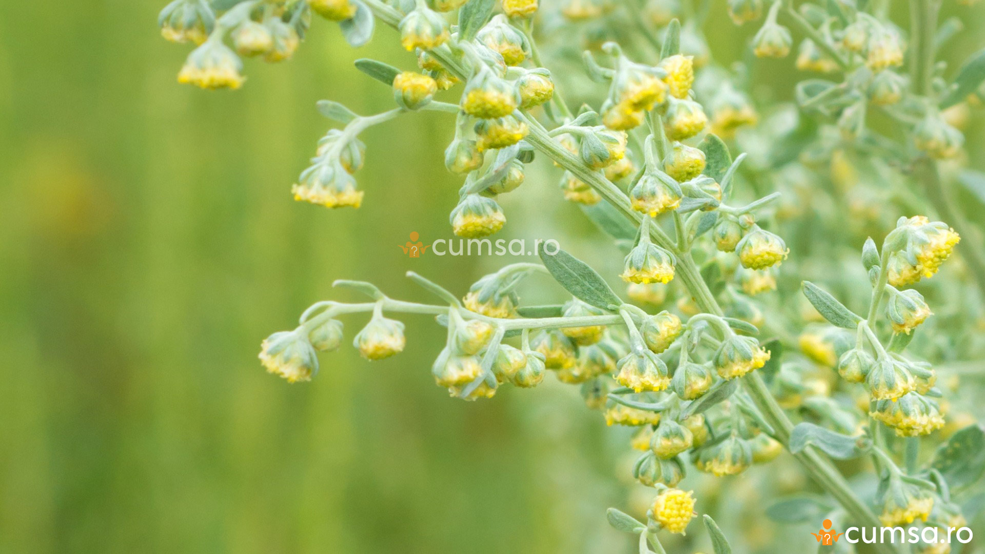 Cum sa folosesti pelinul. Proprietati, beneficii, utilizare ...