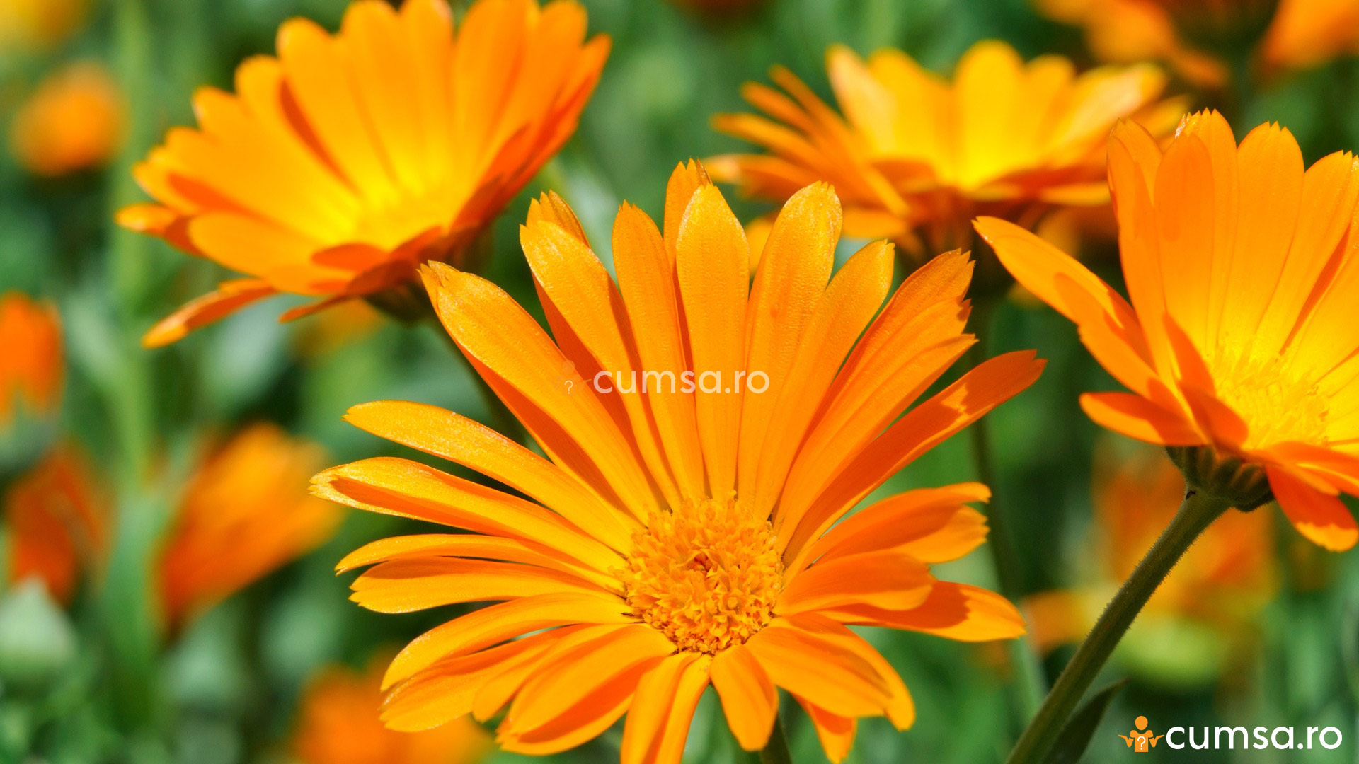 Cum sa folosesti flori de galbenele. Proprietati, beneficii, utilizare ...