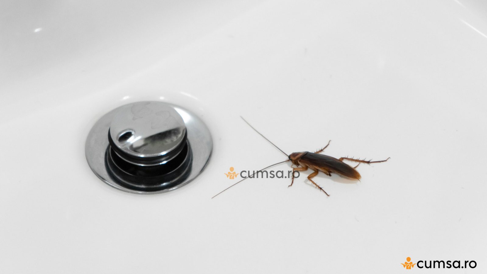 Gandaci de canalizare. Cum sa scapi de acestia si de ce apar - cumsa.ro