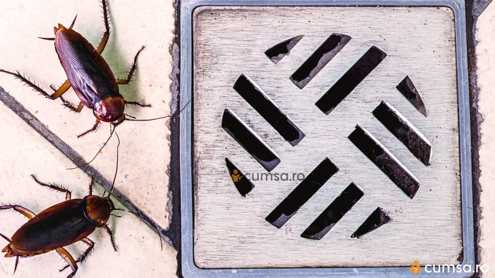 Gandaci de canalizare. Cum sa scapi de acestia si de ce apar - cumsa.ro