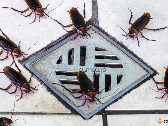 Eliminarea gandacilor de bucatarie. Cum sa scapi definitiv de acestia - cumsa.ro