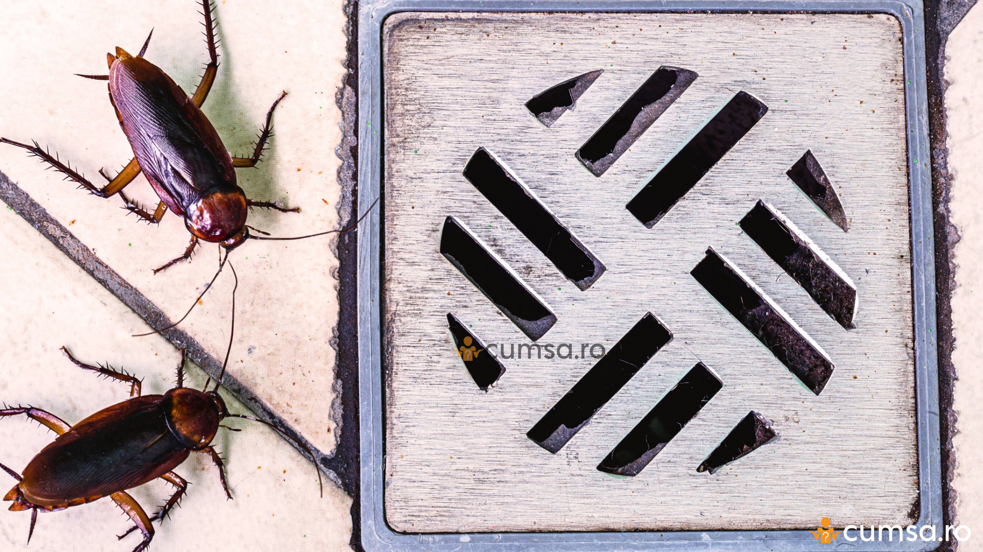 Gandaci de canalizare. Cum sa scapi de acestia si de ce apar - cumsa.ro