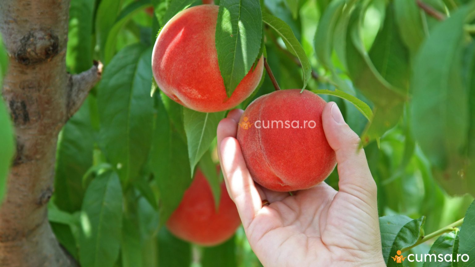 Ingrijirea piersicului toamna. Cum sa faci asta si care sunt pasii ...