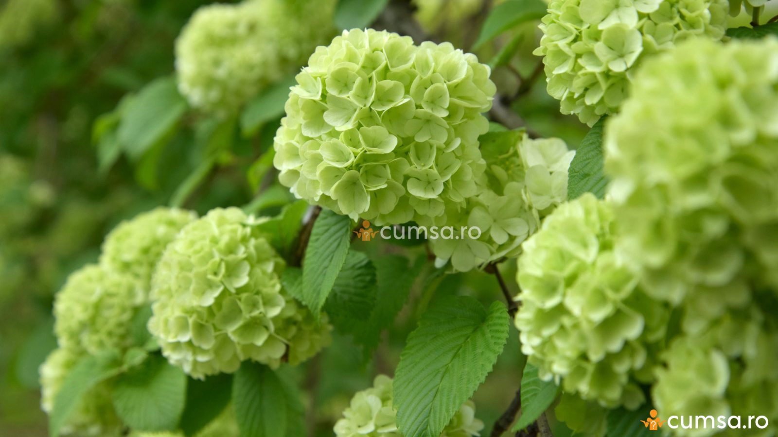 Cum sa cresti arbustul bulgare de zapada. Ingrijire, inmultire, boli si ...