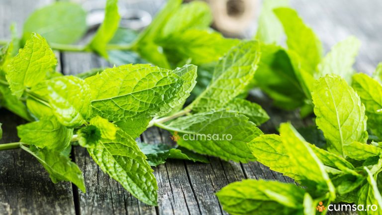 Cum sa folosesti menta. Beneficii, proprietati, utilizare si ...