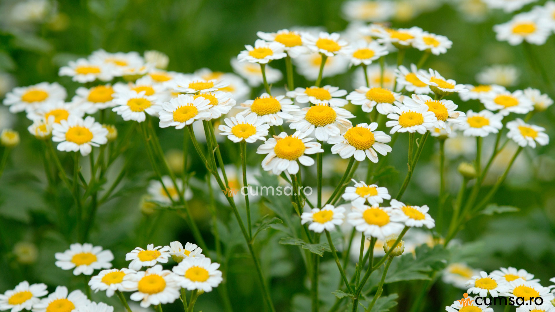 Cum sa folosesti musetelul. Proprietati, beneficii, utilizare si ...