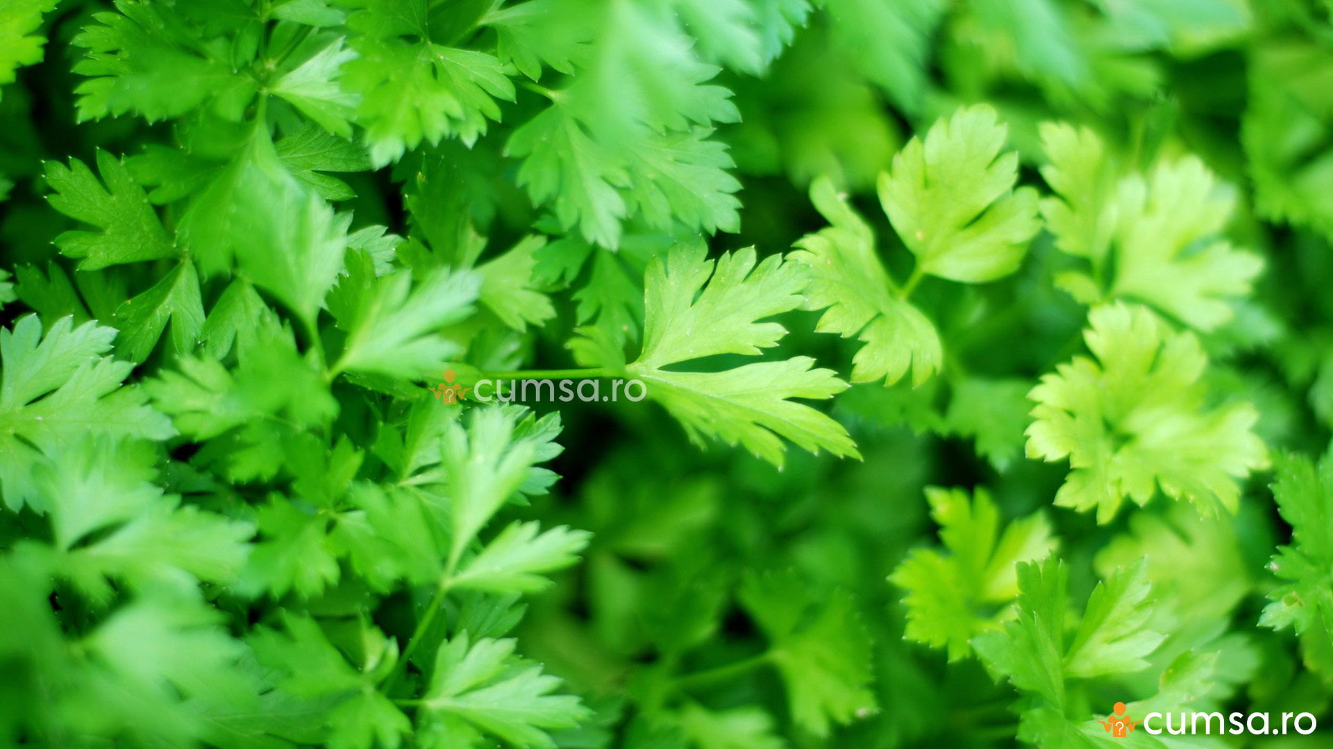 Cum sa folosesti patrunjelul. Beneficii, proprietati, utilizare si ...