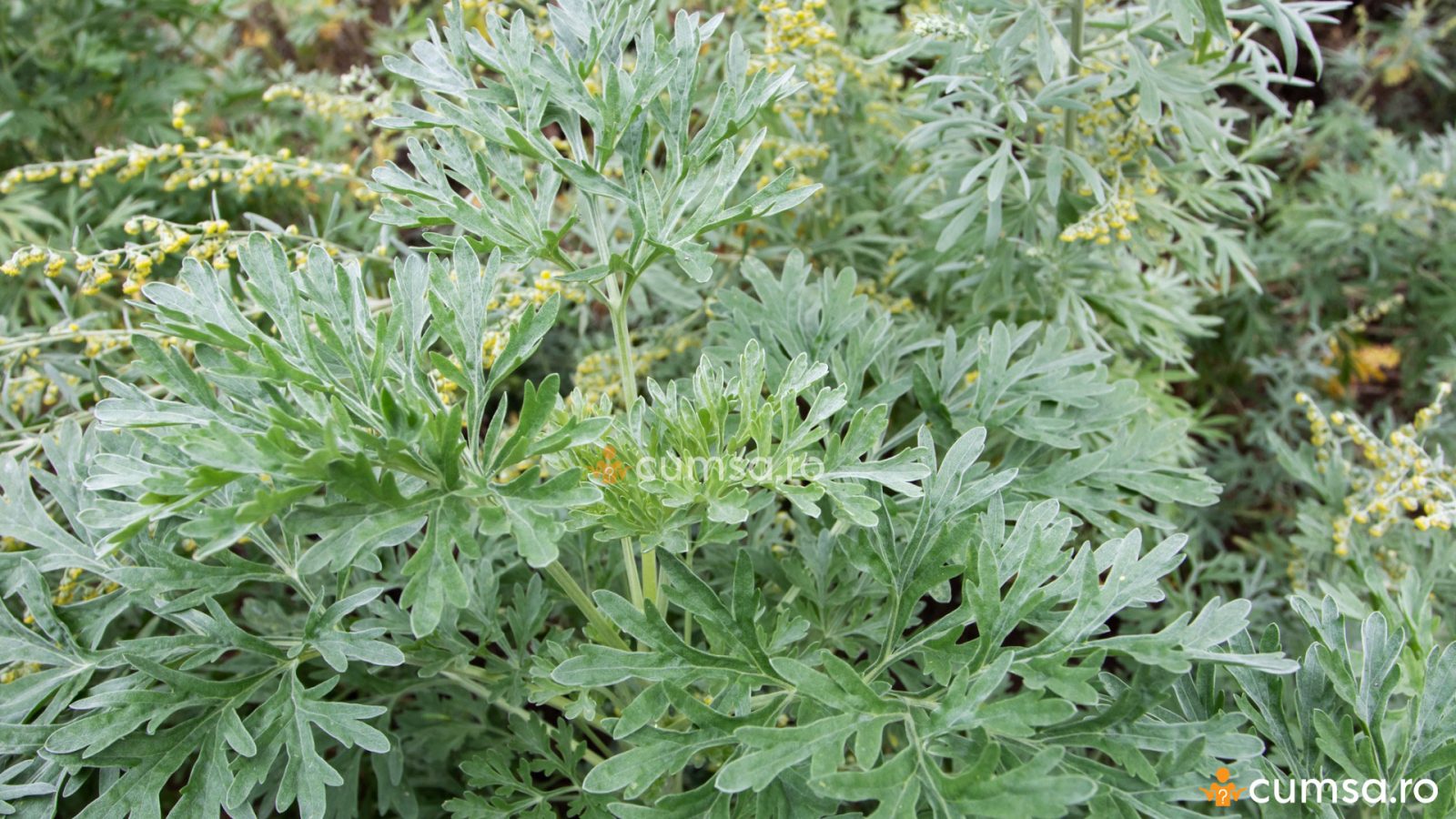 Cum sa folosesti pelinul. Proprietati, beneficii, utilizare ...