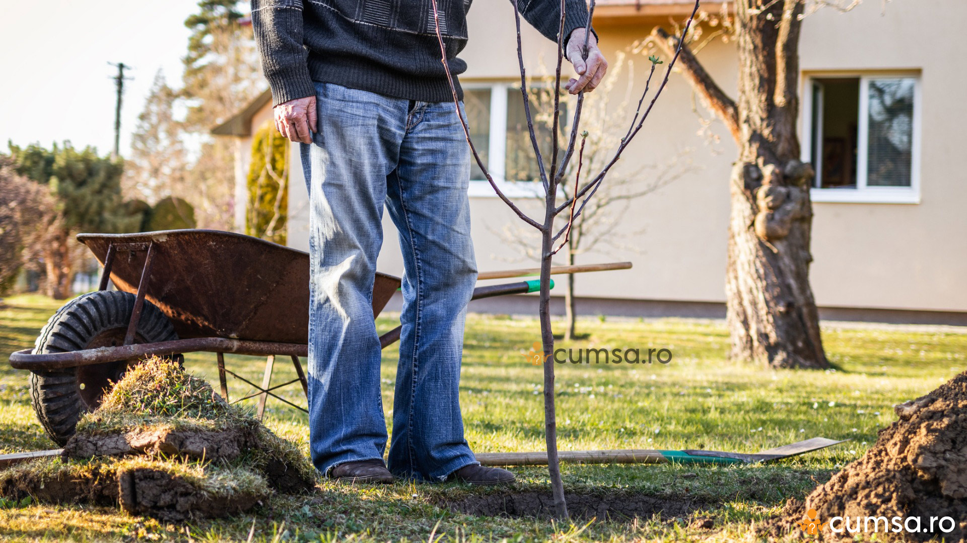 Cum sa faci plantarea merilor toamna si care sunt pasii - cumsa.ro