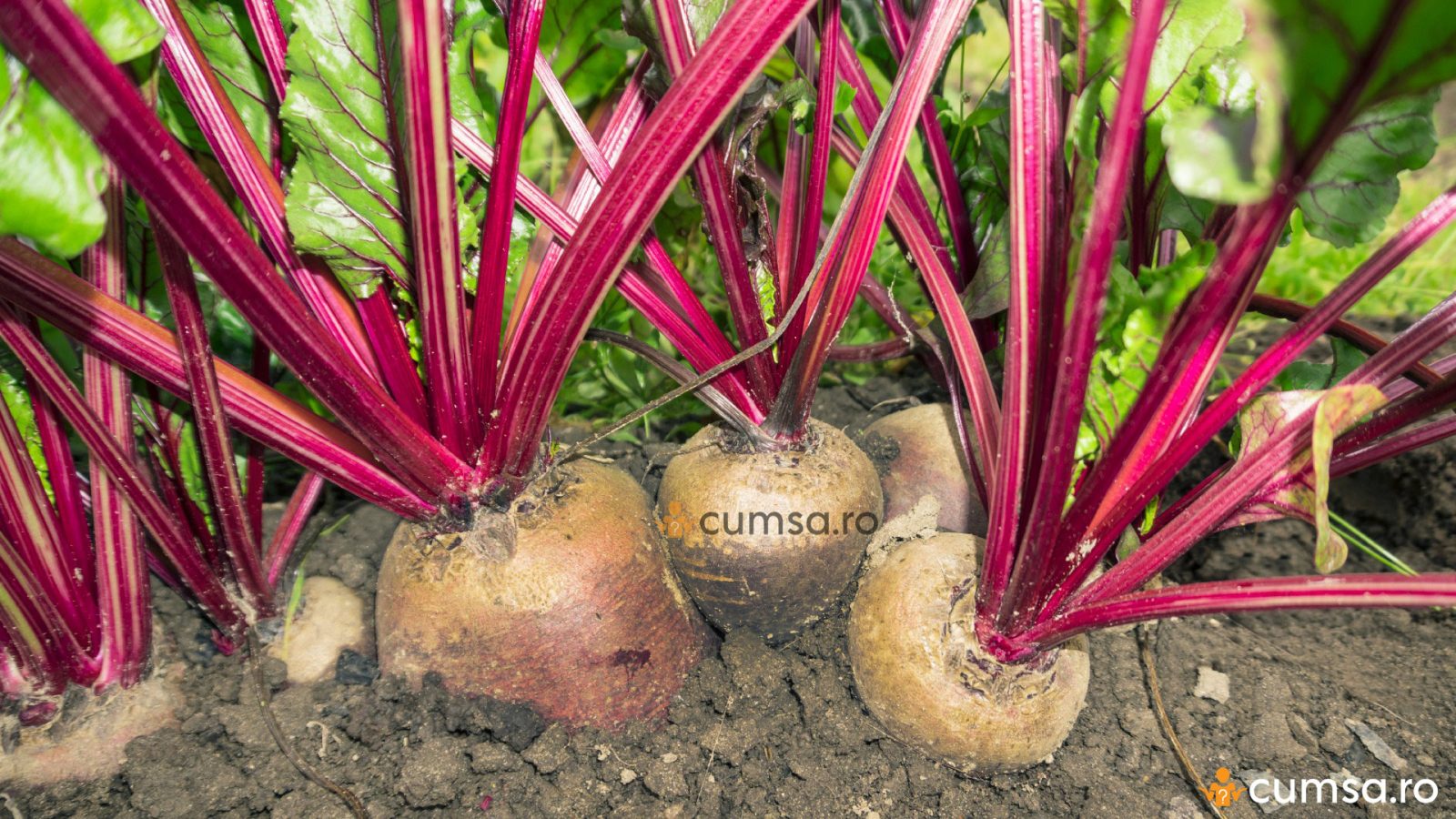 Cum sa folosesti sfecla rosie. Beneficii, proprietati, utilizare si ...