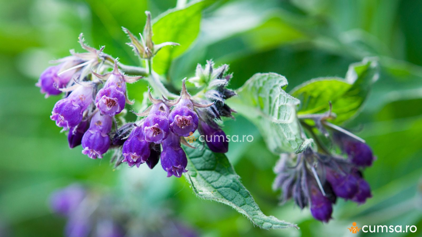 Cum sa folosesti tataneasa. Proprietati, beneficii, utilizare ...