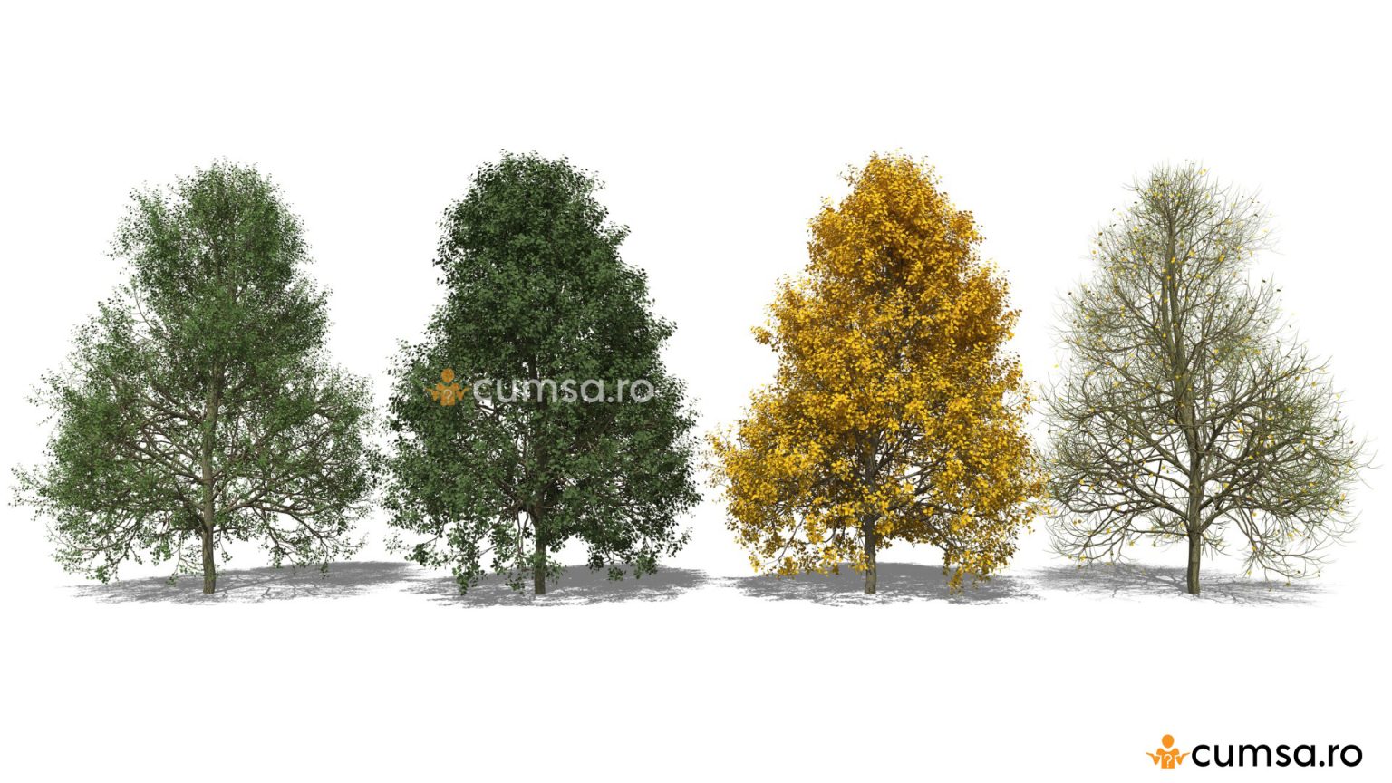 Cum sa cresti tei argintiu. Ingijire, inmultire, boli si daunatori ...