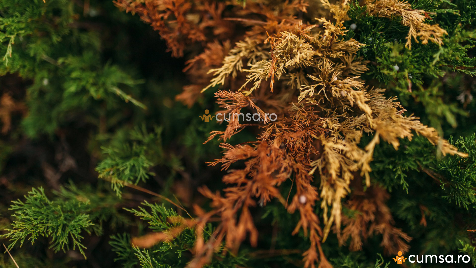 Boli si tratamente la tuia. Cum sa ai grija de arbustii ornamentali ...