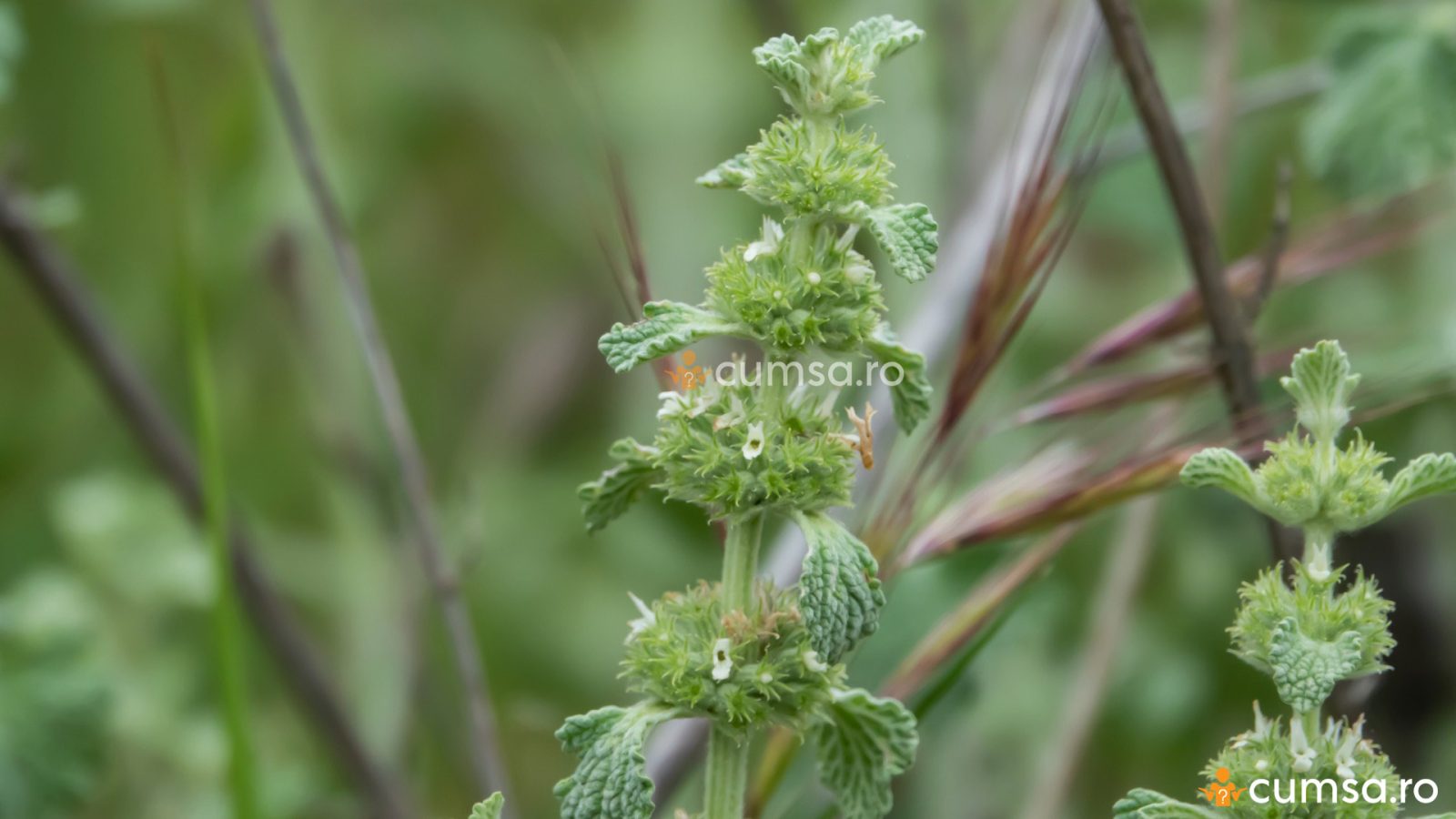 Cum sa folosesti ungurasul. Beneficii, proprietati, utilizare ...