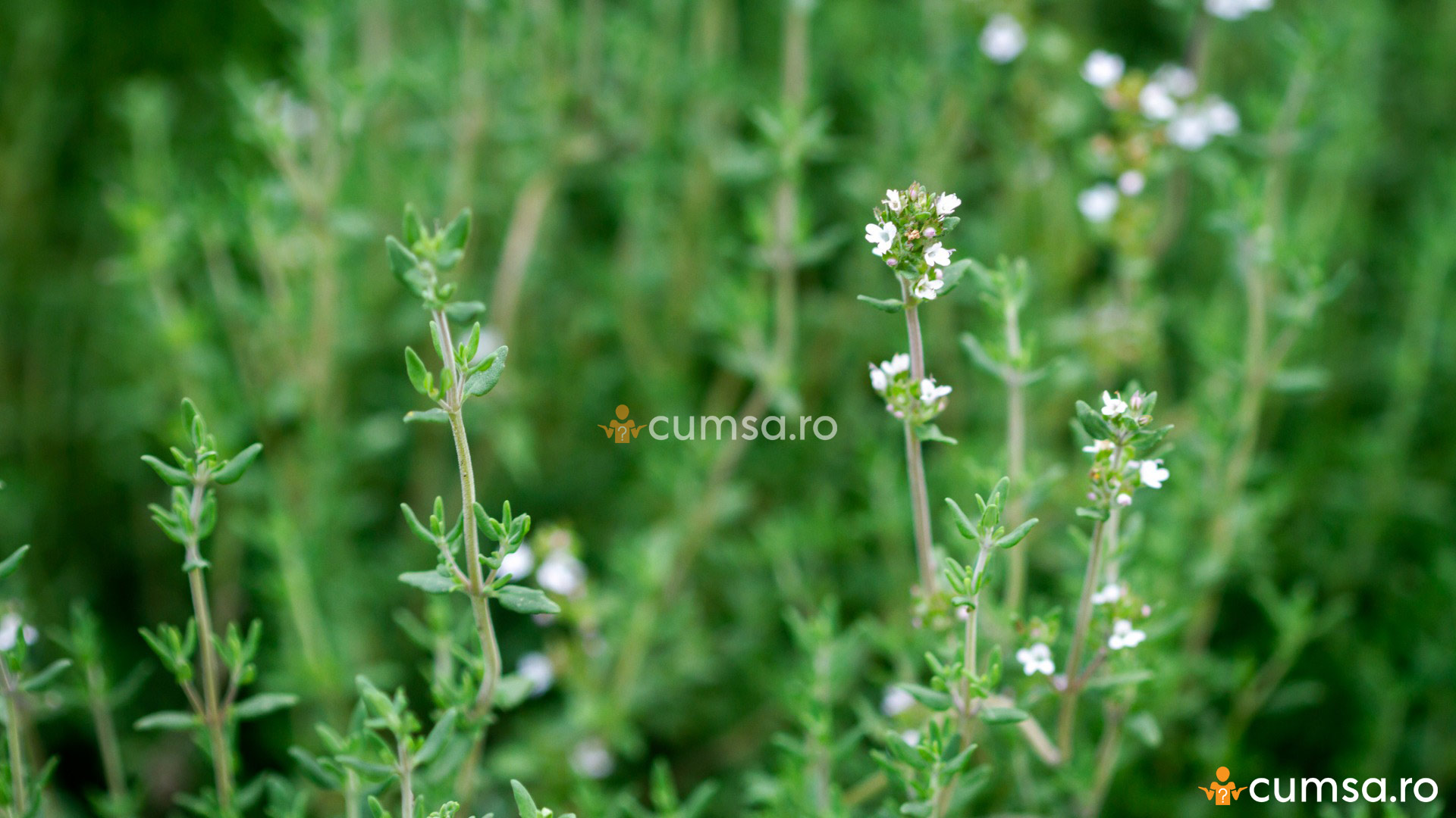 Cum sa folosesti cimbrul. Proprietati, beneficii, utilizare si ...