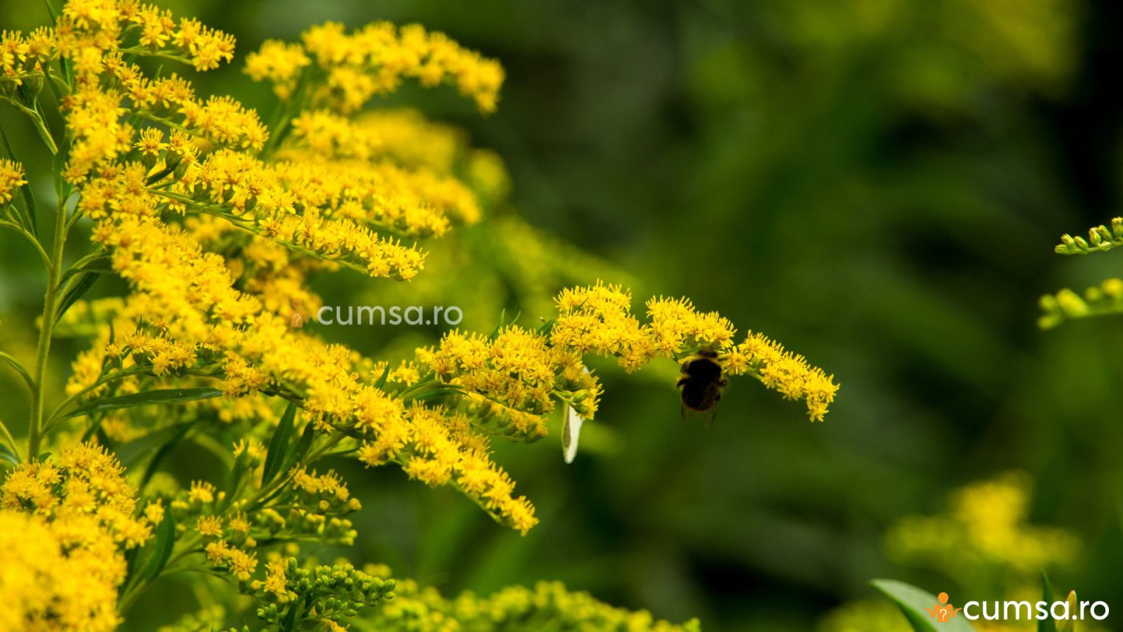 Cum sa folosesti splinuta. Proprietati, beneficii, utilizare si ...