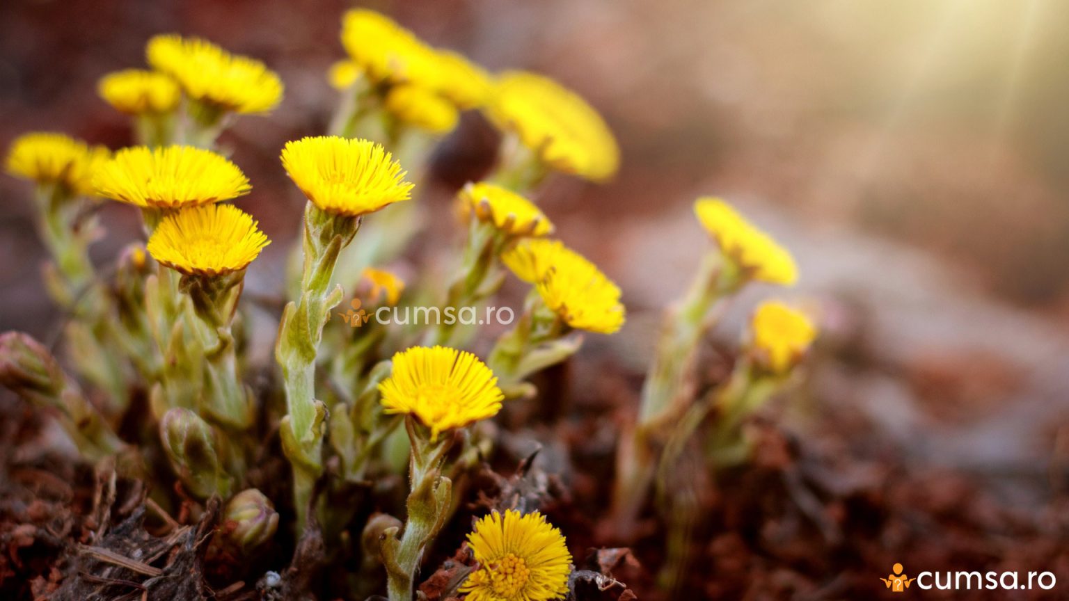Cum sa folosesti podbalul. Proprietati, beneficii, utilizare si ...
