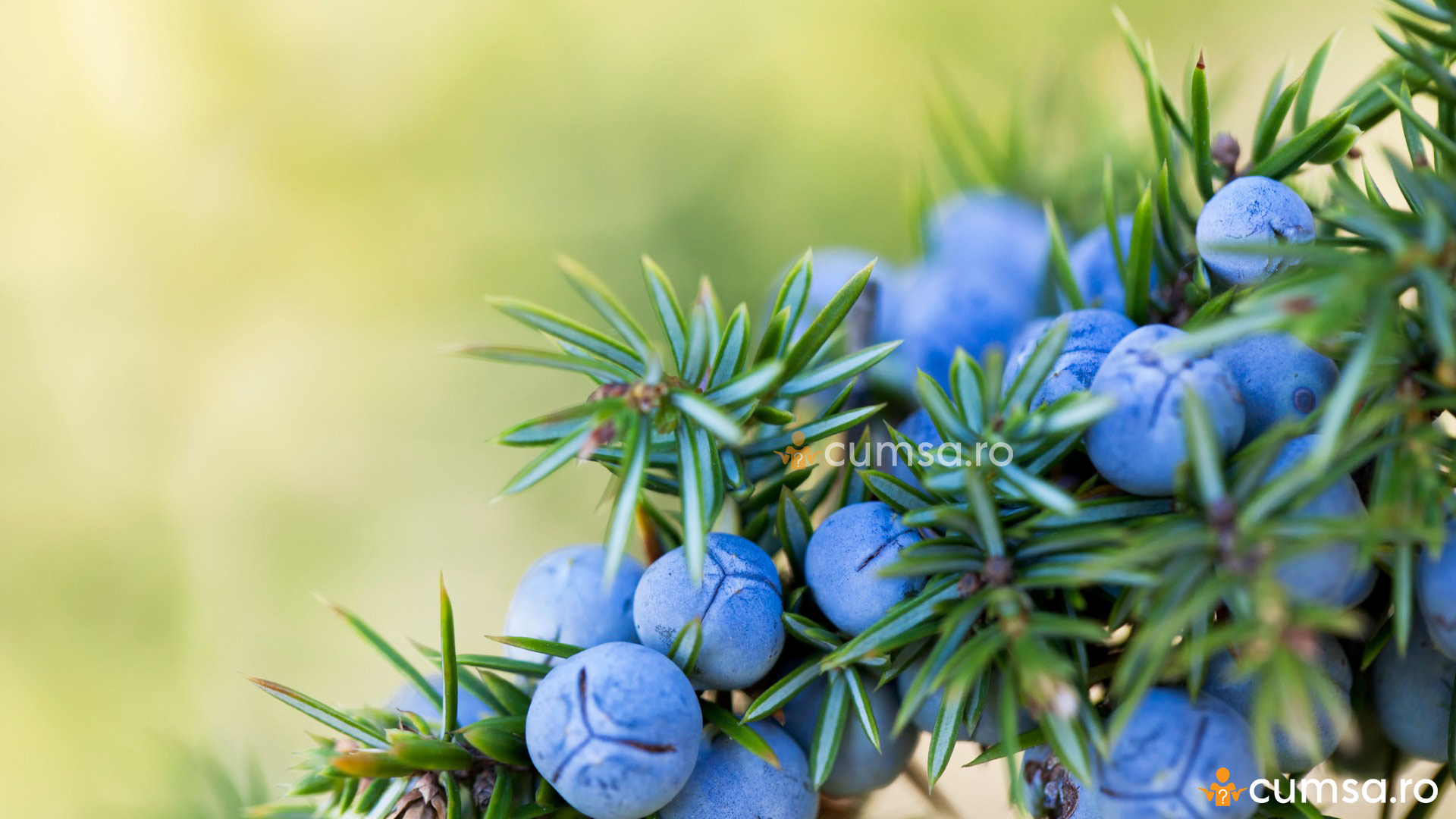 Cum sa folosesti ienuparul. Beneficii, proprietati, utilizare si ...